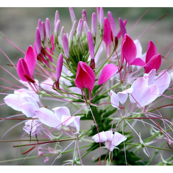เมล็ด ดอกคลีโอเม่ สไปเดอร์แพลนท์ คละสี - Spider Plants Cleome Flower ...