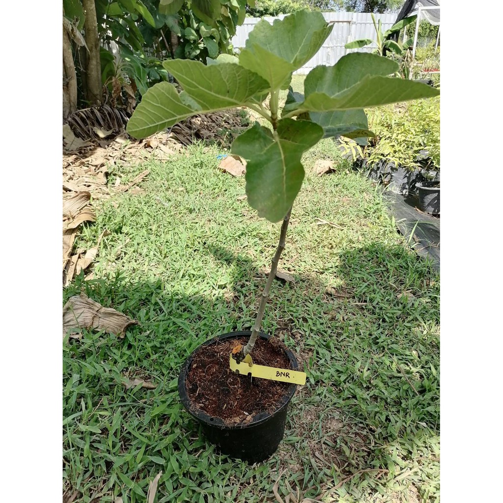 Figs ต้นมะเดื่อฝรั่ง สายพันธุ์ BNR (Bordissot Negra Rimada) มะเดื่อสายรุ้ง | Shopee Thailand
