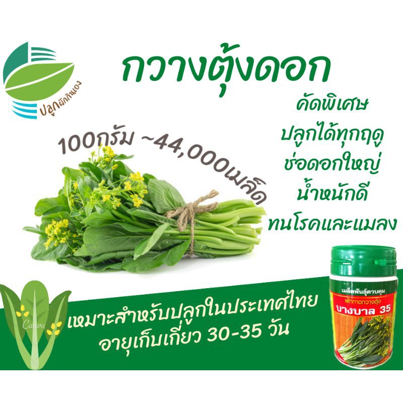 กวางตุ้งดอก กระจ้อน ~ 44,000 เมล็ด (Flowering Pak Choy) | Shopee Thailand