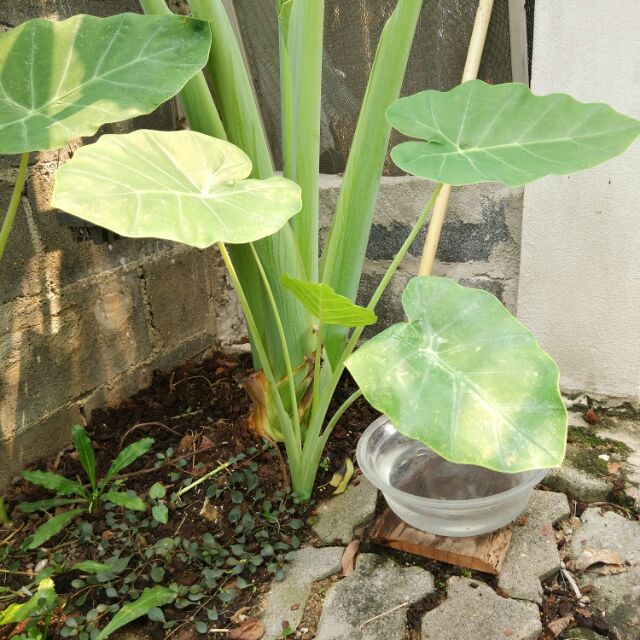 ต้นทูน ตูน คูน อ้อดิบ ออดิบ | Shopee Thailand