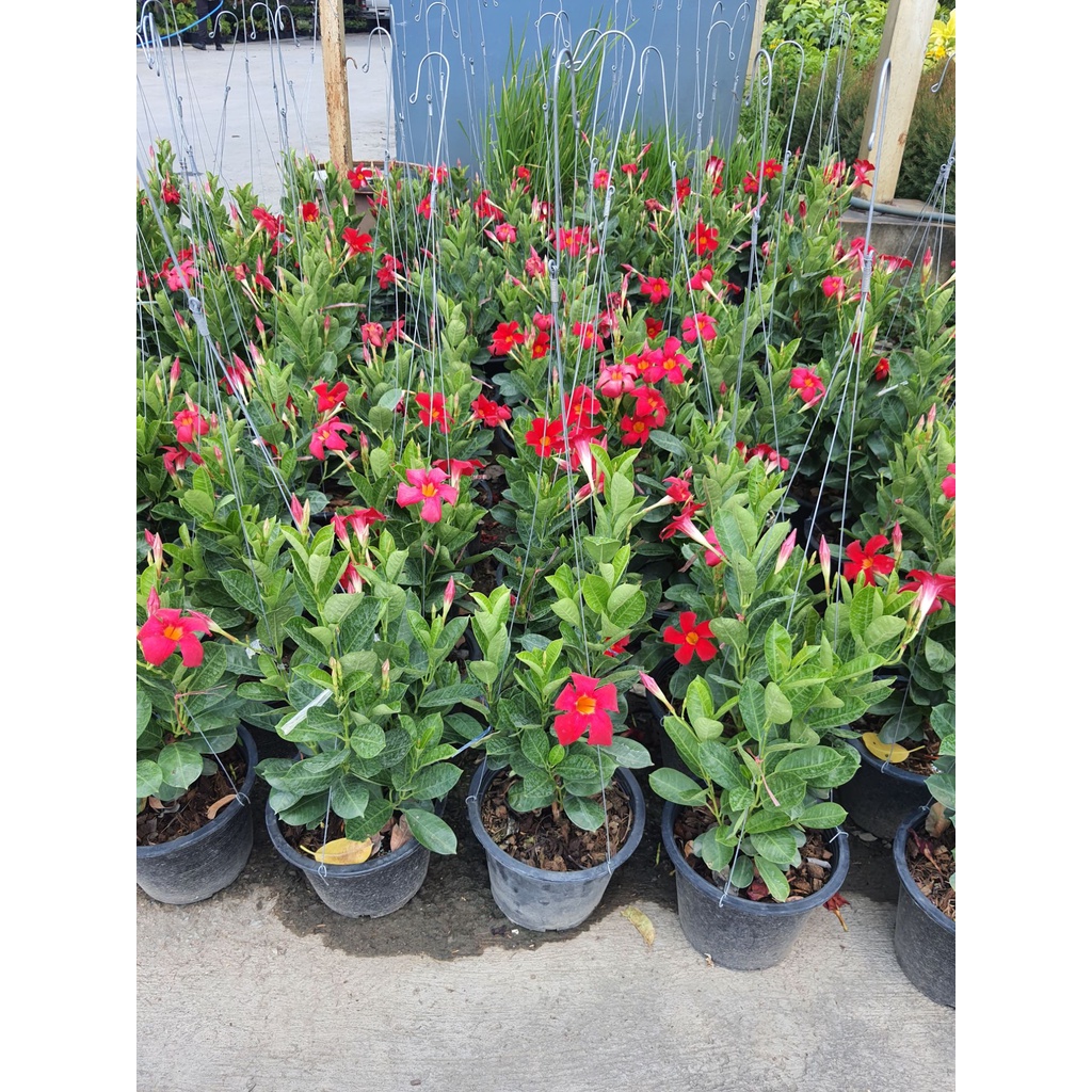 Mandevilla Aloha Red ต้นจันทร์ดารา สีแดง ไม้เลื้อย สูง 70 cm ในกระถาง 8 ...