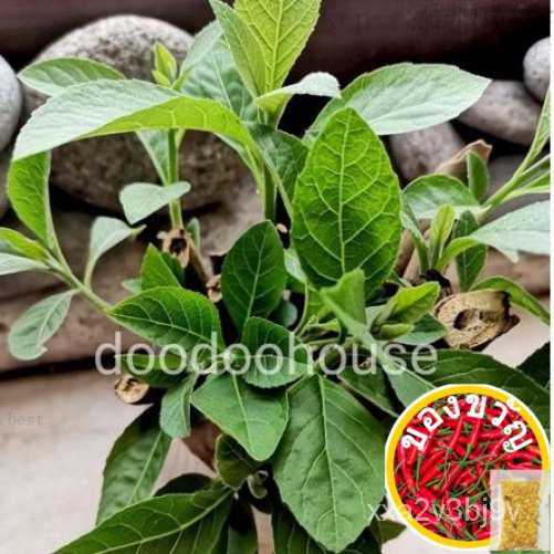 RS(3 POKOK) BISMILLAH/POKOK ISRAEL/RAJA HERBA/ Vernonia amygdalina Live ...