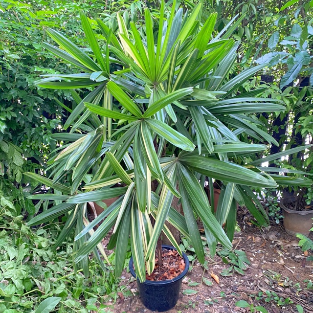 ต้นจั๋ง ต้นจั๋งด่าง ต้นไม้ฟอกอากาศ ต้นไม้มงคล | Shopee Thailand