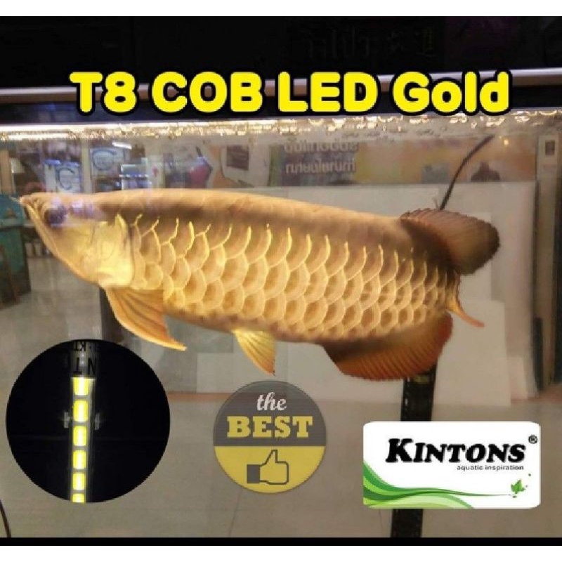 หลอดไฟ Kintons T8 LED COB(Chip On Bord) ให้แสงสว่างมากขึ้น และช่วยพัฒนา ...