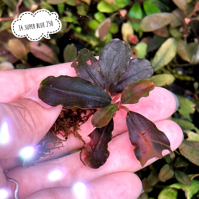 bucep super blue / red ต้นไม้น้ำ บูเซป bucephalandra buce | Shopee Thailand