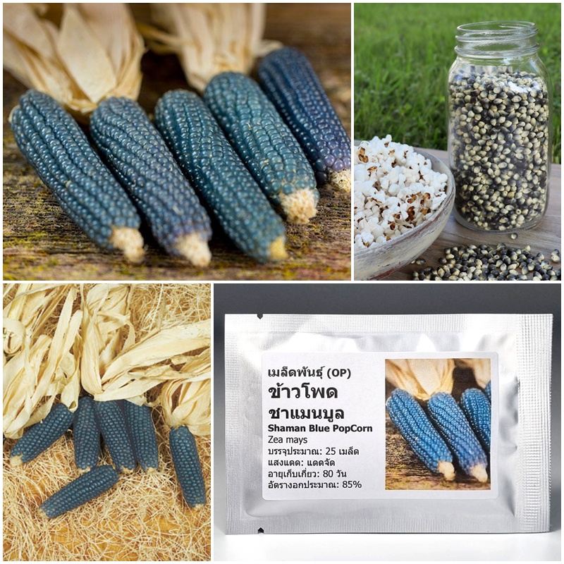 เมล็ดพันธุ์ ข้าวโพดชาแมนบูล ป็อปคอร์น Shaman Blue PopCorn Seed 25 เมล็ด ...
