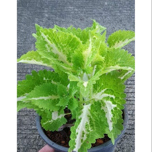 ฤาษีผสม (Coleus Wizard Jade ) | Shopee Thailand