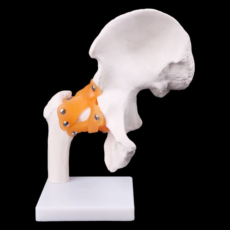 LIVI Ligament Hip Joint Anatomy Model Skeleton Teaching Tool HYDH ...