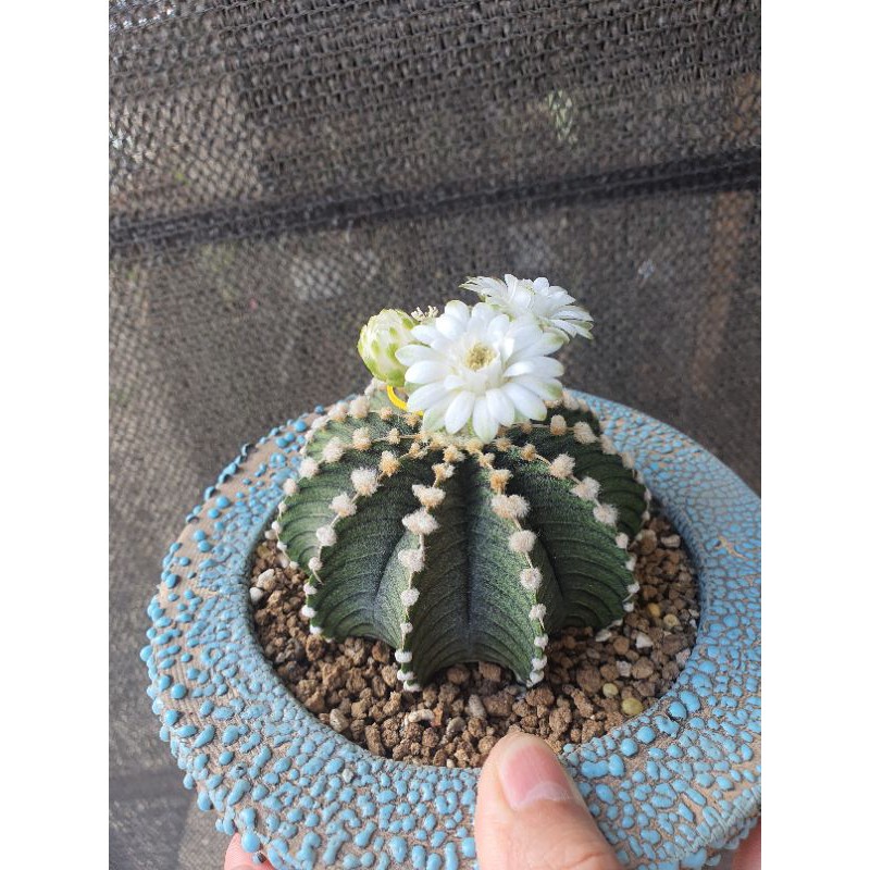 LB2178 แท้ ดอตฟูๆ ไม้สะสม | Shopee Thailand