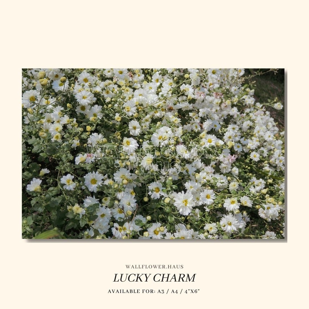 (พร้อมส่งเสมอ) โปสเตอร์ โปสการ์ดแต่งห้อง A3/A4/4”x6” “NN04-Lucky Charm ...