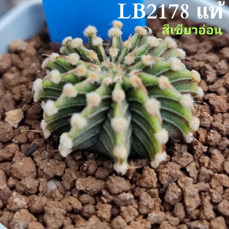 LB2178แท้ชำหน่อ⭐LBแท้ไม้สีสวนแนะนำครับ⭐ สีเขียวอ่อน ชำหน่อ สำหรับนักสะสมแนะนำครับผม | Shopee ...