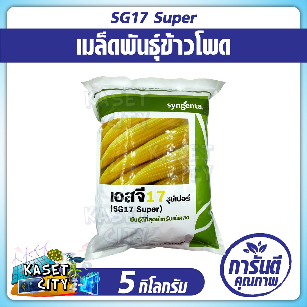 ข้าวโพดฝักอ่อน Syngenta SG17 5กก. ข้าวโพด ข้าวโพดฝักอ่อน เมล็ดพันธุ์ผัก เมล็ดพันธุ์พืช | Shopee ...