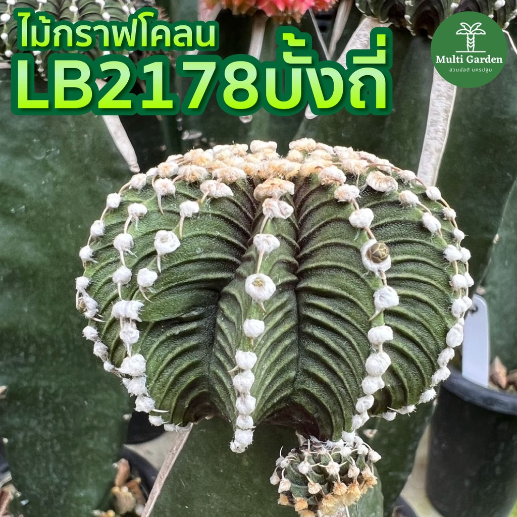 พร้อมส่ง แคคตัส ไม้กราฟ แม่พันธุ์ กระบองเพชร LB2178 บั้งถี่ LBแท้ | Shopee Thailand