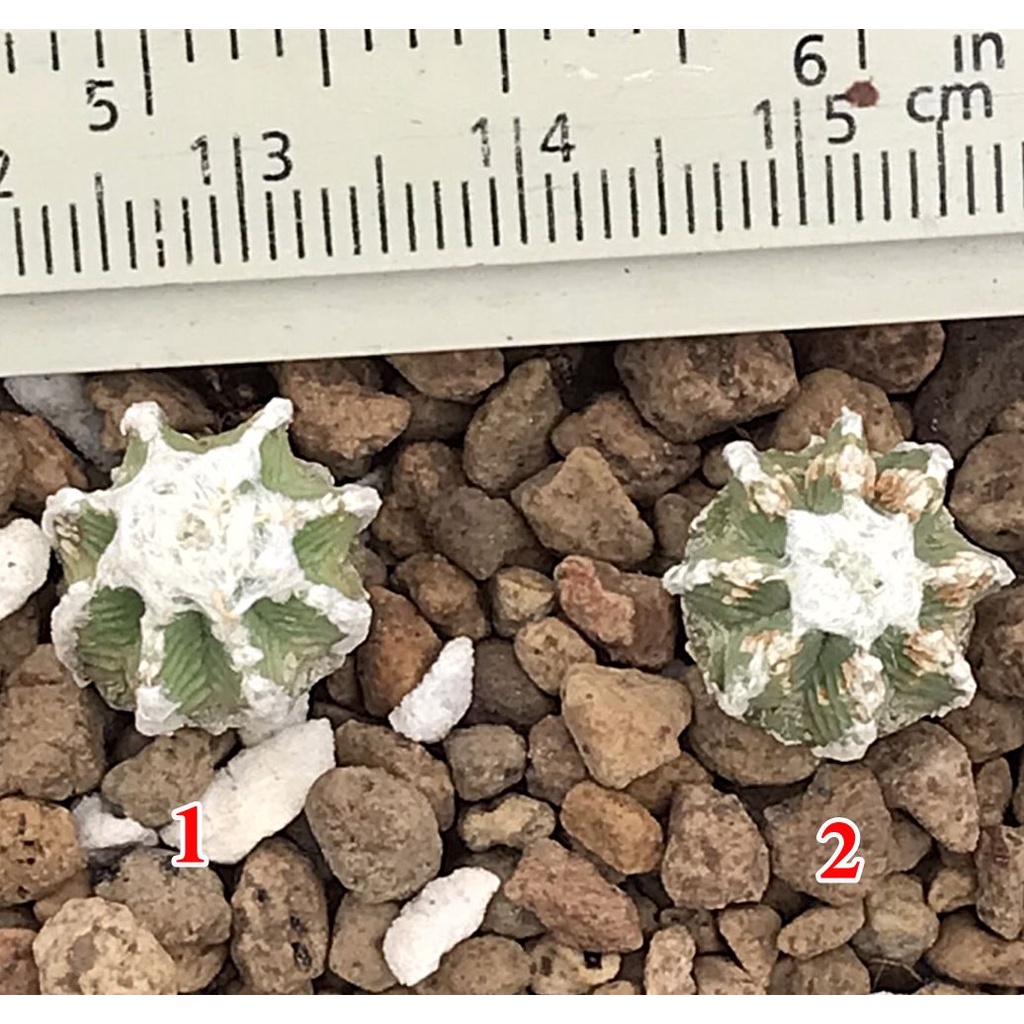 AZTEKIUM hintonii from seed small | Shopee Thailand
