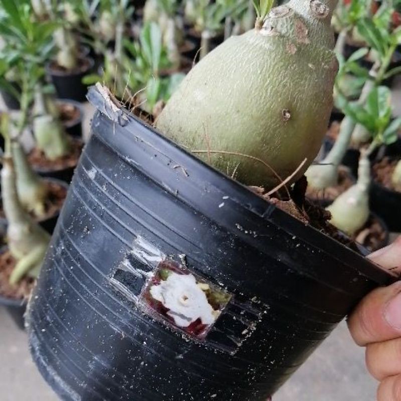 Enium Plant ที่จะเข้ามา (โฮมโฮมโฮม //// โฮมเบบี้ (หน้าแรก> สินค้า> บ้าน>> บ้าน> ผลิตภัณฑ์> บ้าน ...