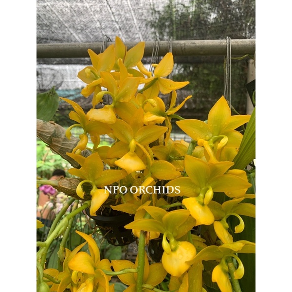 cycnodes jumbo puff(จัมโบ้ พัฟ) | Shopee Thailand