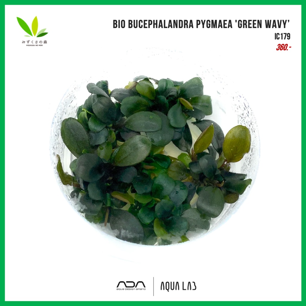 BIO Bucephalandra pygmaea 'Green wavy’ [ไม้น้ำ - Aquatic Plant ...