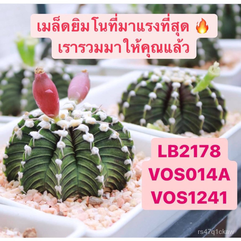 ขายดี สวนครัว/เมล็ดยิมโน LB2178, VOS014A, VOS1241, LBด่าง LBแท้ด่าง แอ ...