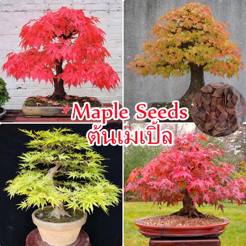 50pcs ต้นเมเปิ้ล Beautiful Multi-Color Maple Tree Seeds Bonsai Tree ...