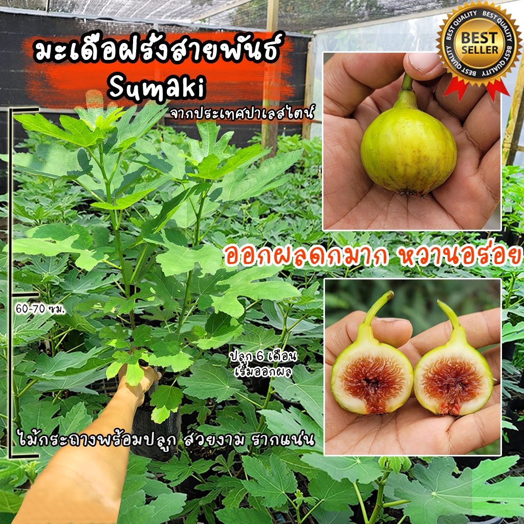 มะเดื่อฝรั่ง สายพันธ์ Sumaki รสชาติหวานอร่อย ออกผลดกมาก ต้นสวยงาม ...