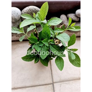 RS(3 POKOK) BISMILLAH/POKOK ISRAEL/RAJA HERBA/ Vernonia amygdalina Live ...