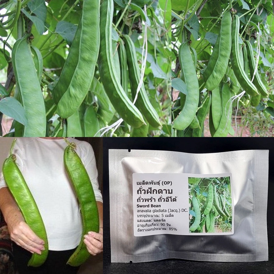 เมล็ดพันธุ์ ถั่วฝักดาบ ถั่วพร้า Sword Bean Seed 5 เมล็ด คุณภาพดี ของแท้ ...