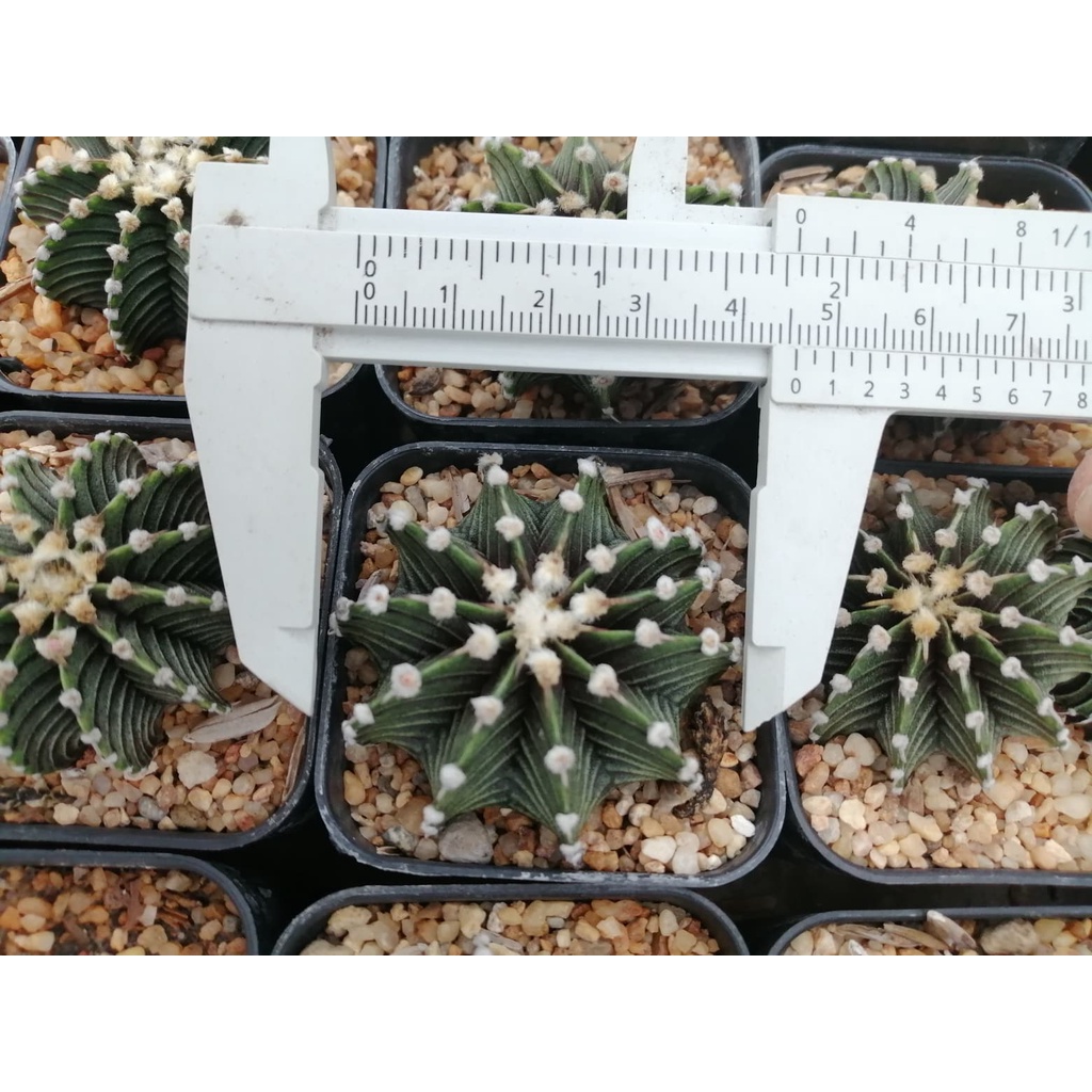 Cactus ต้นกระบองเพชร ต้นแคคตัส ไม้อวบน้ำ (กรุณาอ่านรายละเอียดก่อนทำการสั่งซื้อครับ) | Shopee ...