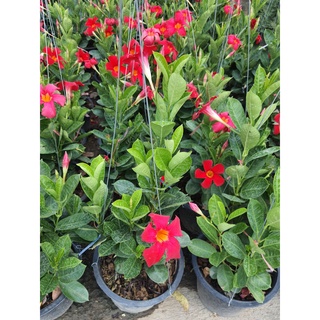 Mandevilla Aloha Red ต้นจันทร์ดารา สีแดง ไม้เลื้อย สูง 70 cm ในกระถาง 8 ...