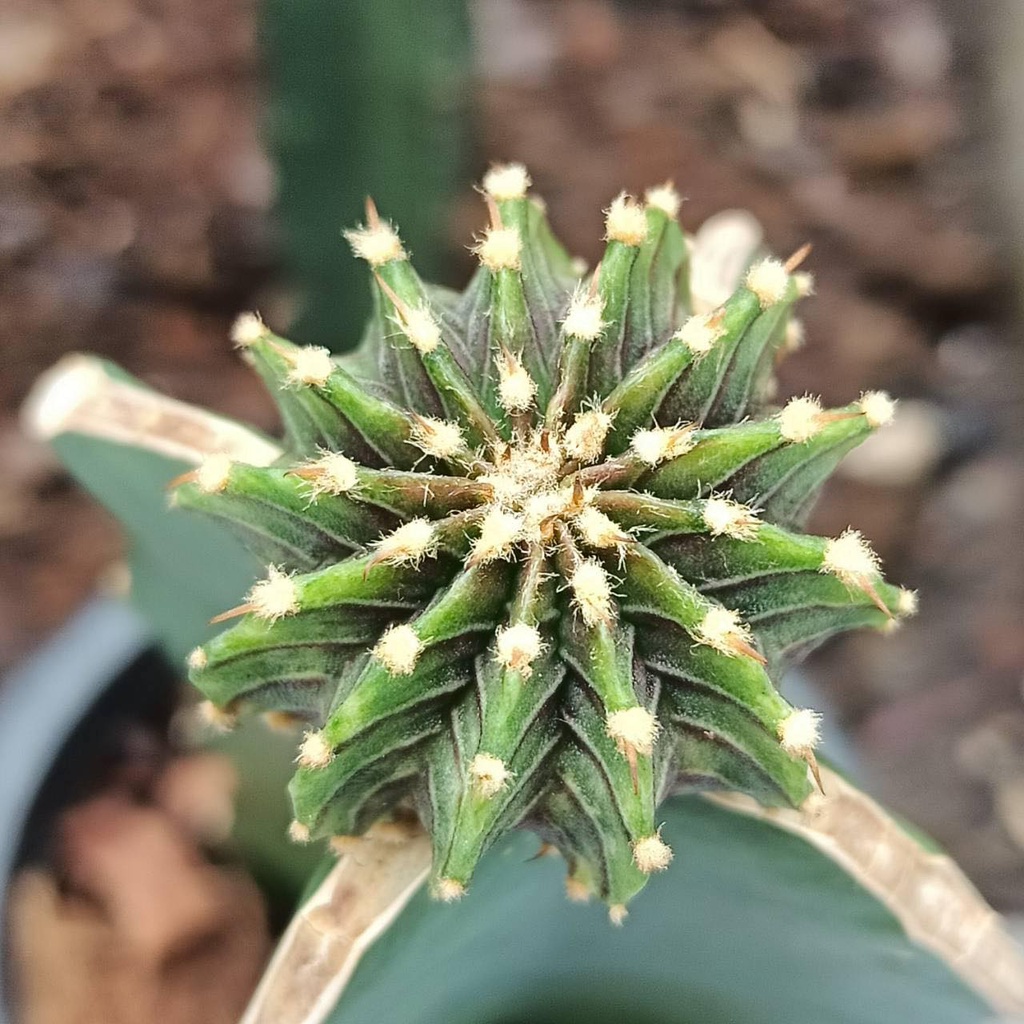 แคคตัส ยิมโน LB2178 13 พู ( ไม้กราฟ ) | Shopee Thailand