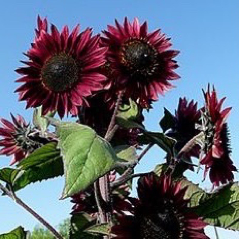 เมล็ดพันธุ์ ทานตะวัน เรดเฮดจ์ สีแดงเข้ม (Red Hedge Sunflower Seed ...