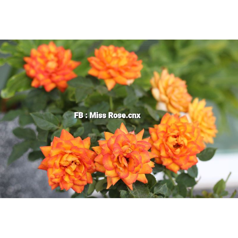 กุหลาบ ริงออฟไฟร์ (Ring of fire Rose) | Shopee Thailand
