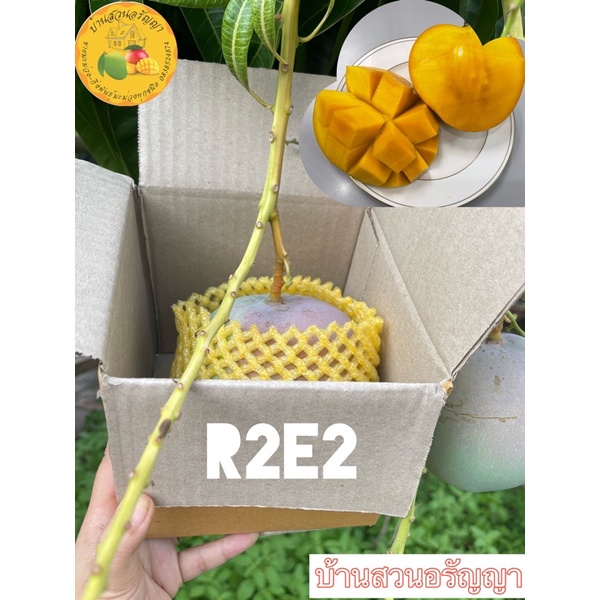 มะม่วงR2E2 (2 ลูก 50฿)เกรดส่งออก จากสวนบ้านอรัญญา | Shopee Thailand