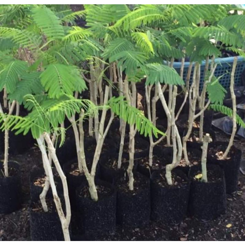 ต้นชะอม ถุงดำพร้อมปลูก | Shopee Thailand