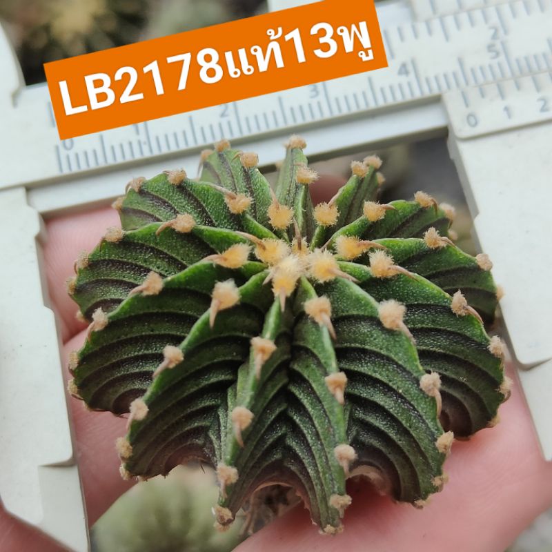 ️ 5 แถม 1 ️ LB 2178 แท้ 13 พู ต้นใหญ่พร้อมให้ดอก คัดต้นสวยให้ครับ | Shopee Thailand