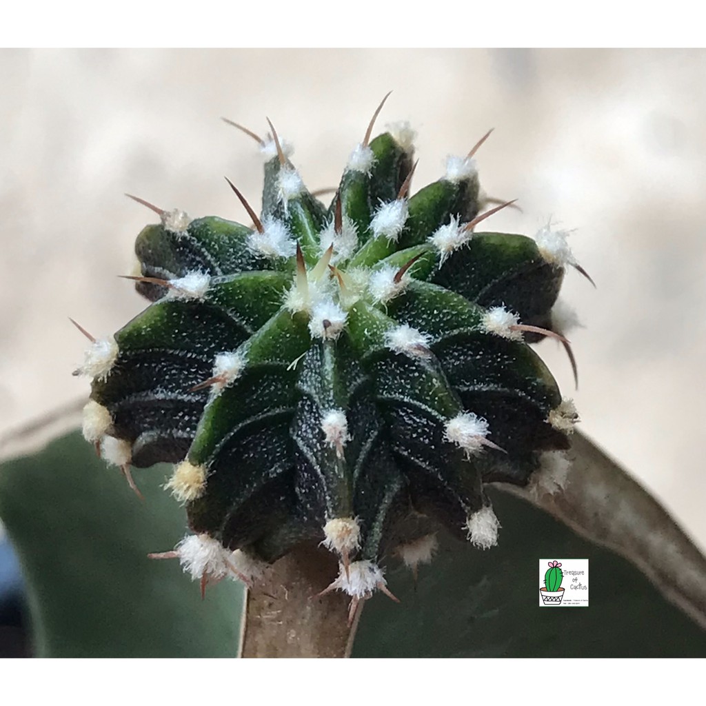 แคคตัส Cactus LB2178 แท้ Gymnocalycium mihanovichii LB2178 ‘Agua Dulce’ (13) | Shopee Thailand