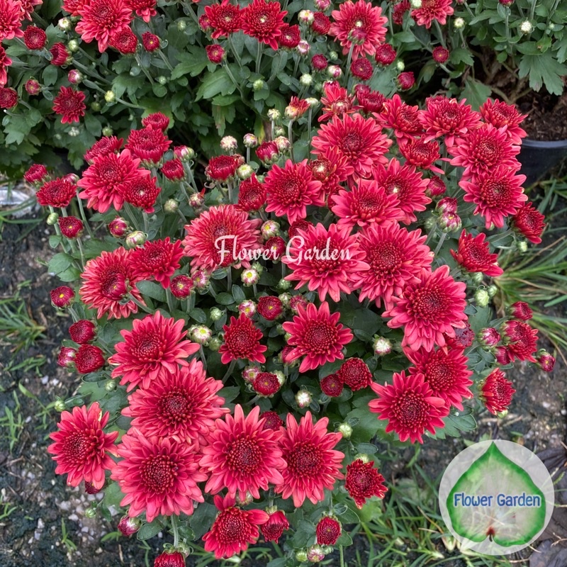 F339 ต้นเบญจมาศ ส่งติดดอก 6 นิ้ว มีหลายสีให้เลือก Shevanti ...