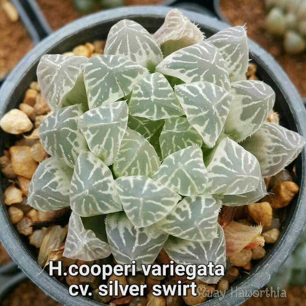 H.cooperi variegata cv.silver swirl A064 | Shopee Thailand