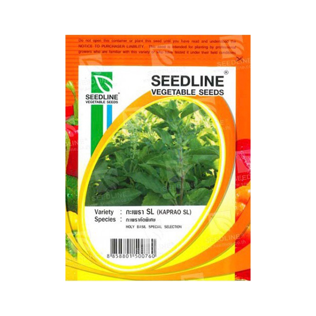 (พร้อมส่ง) SEEDLINE - เมล็ดกะเพราคัดพิเศษ SL | Shopee Thailand