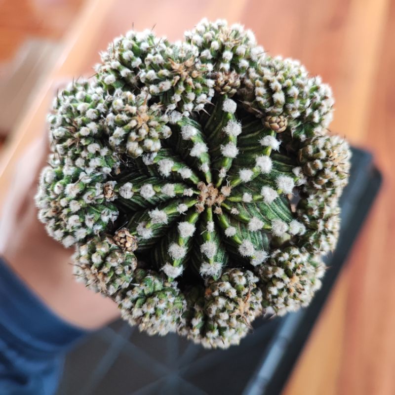 LB2178 แท้ ไร้หนาม หน่อดก พร้อมเอาไปทำต่อได้เลย | Shopee Thailand