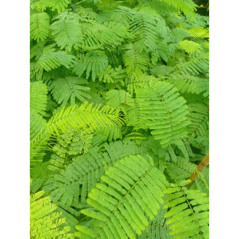 ผักชะอมชำเหง้า ชะอมพื้นบ้านสูง 15-25 ซม.ต้นละ 20 บาท | Shopee Thailand