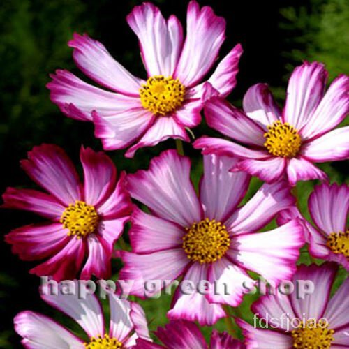 Mixed Cosmos Flower Seeds 50pcs เมล็ดพันธุ์ บอนสี เมล็ดดอกไม้ บอนสีสวยๆ ...
