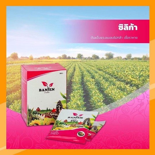 บานเย็น (Banyen)ซิลิก้า วัคซีน ป้องกันโรคพืช และแมลงศัตรูพืช สร้างเกราะ ...