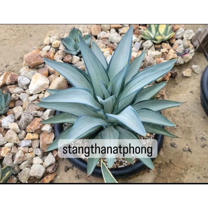 อากาเว่ agave desmettiana quicksilver หน่อในกระถาง 5 นิ้ว | Shopee Thailand