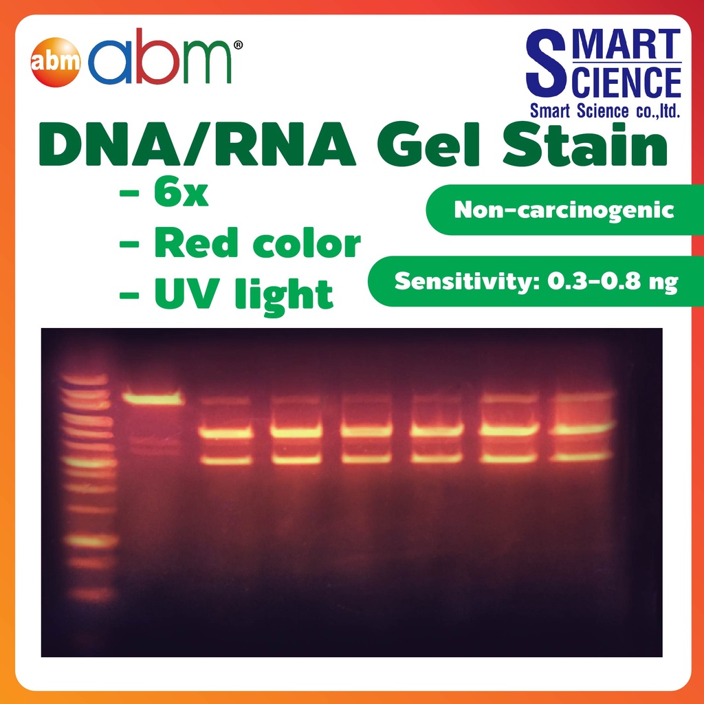 abm® Safe-Red DNA RNA gel stain nucleic acid agarose polyacrylamide ...