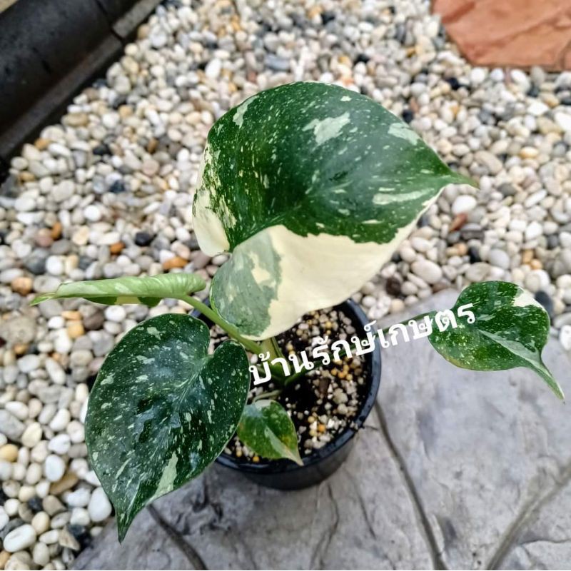 Monstera Deliciosa Thai Constellation Compacta | Shopee Thailand