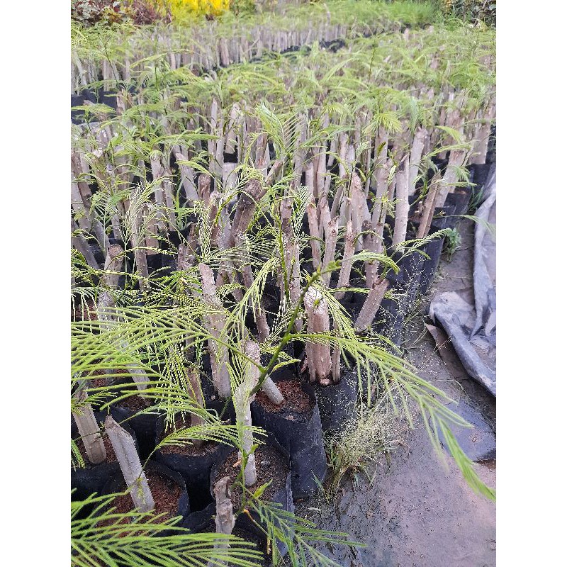 ต้นชะอม แบบชำในถุง ผักมีประโยนช์และวิตามิน ตัดแล้วแตกยอดอ่อนตลอดทั้งปี ...