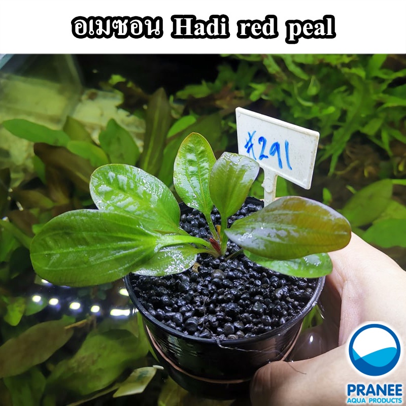 อเมซอน Hadi red pearl ต้นไม้น้ำ พร้อมปลูก **กรุณาอ่านรายละเอียดก่อนสั่ง ...