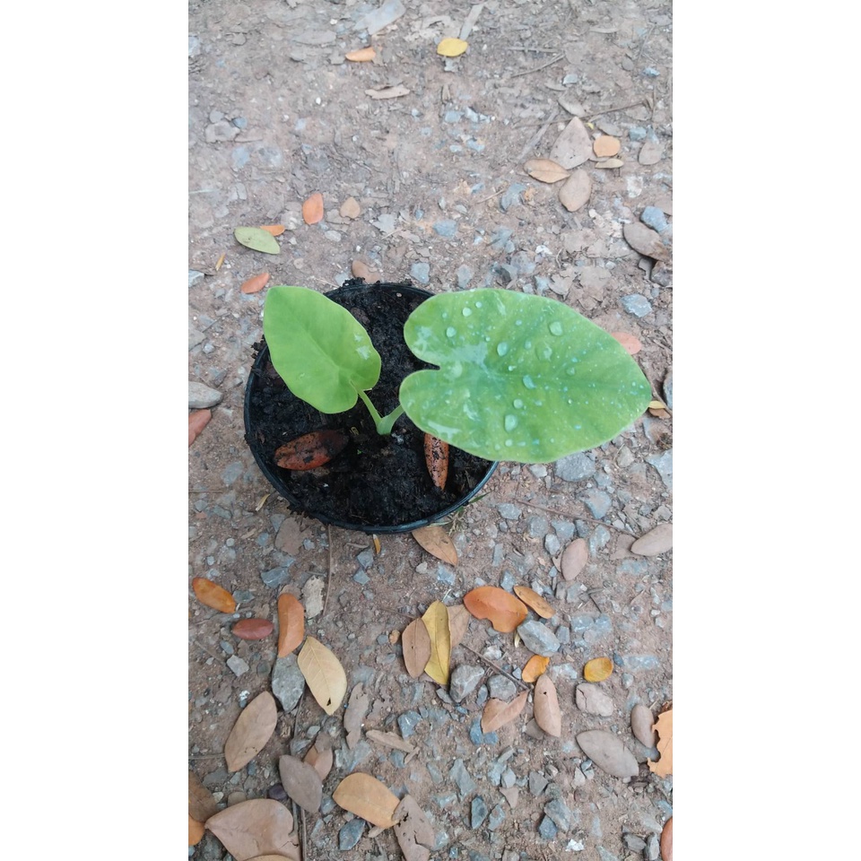 ต้นออดิบลุ้นด่าง( ทูนภาษาอีสาน)จัดส่งพร้อมกระถางมีให้เลือกหลายขนาดหลาย ...