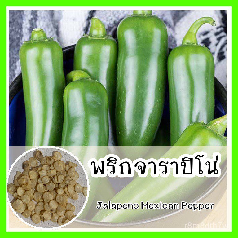 (ราคาขายส่ง)พร้อมส่ง เมล็ดพันธุ์แท้ OP แท้ พริกจาราปิโน่ - Jalapeno ...