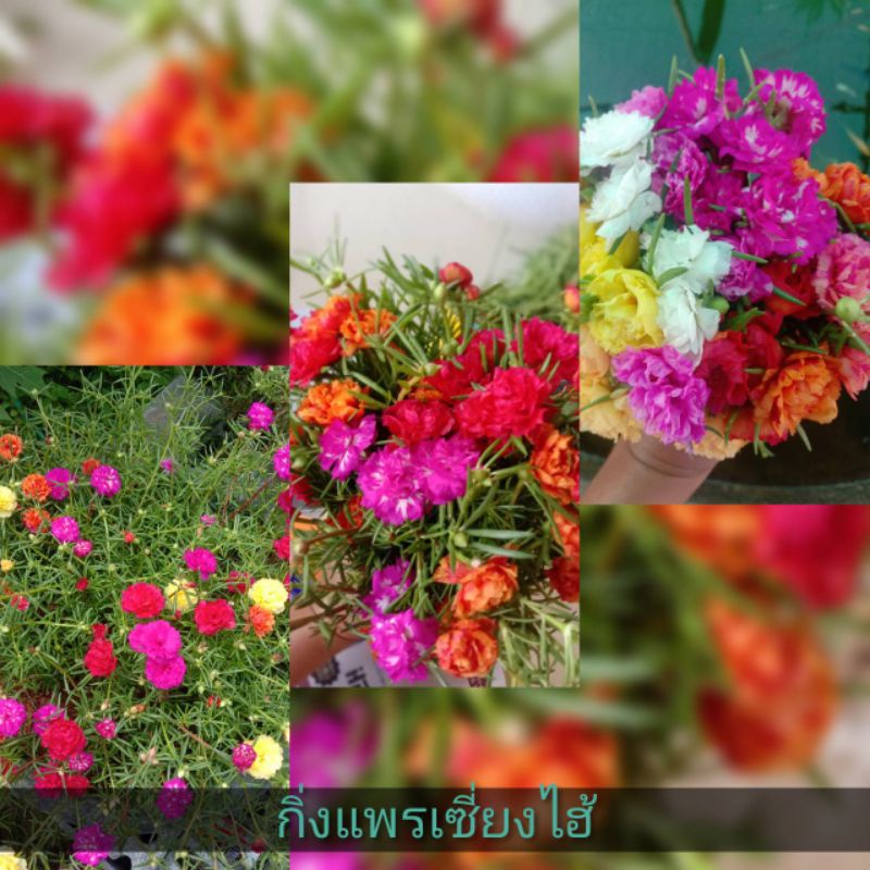 แพรเซี่ยงไฮ้ กิ่งแพรเซี่ยงไฮ้ กิ่งพันธุ์ อวบๆ [เลือกสี][คละสี] ขั้นต่ำ ...